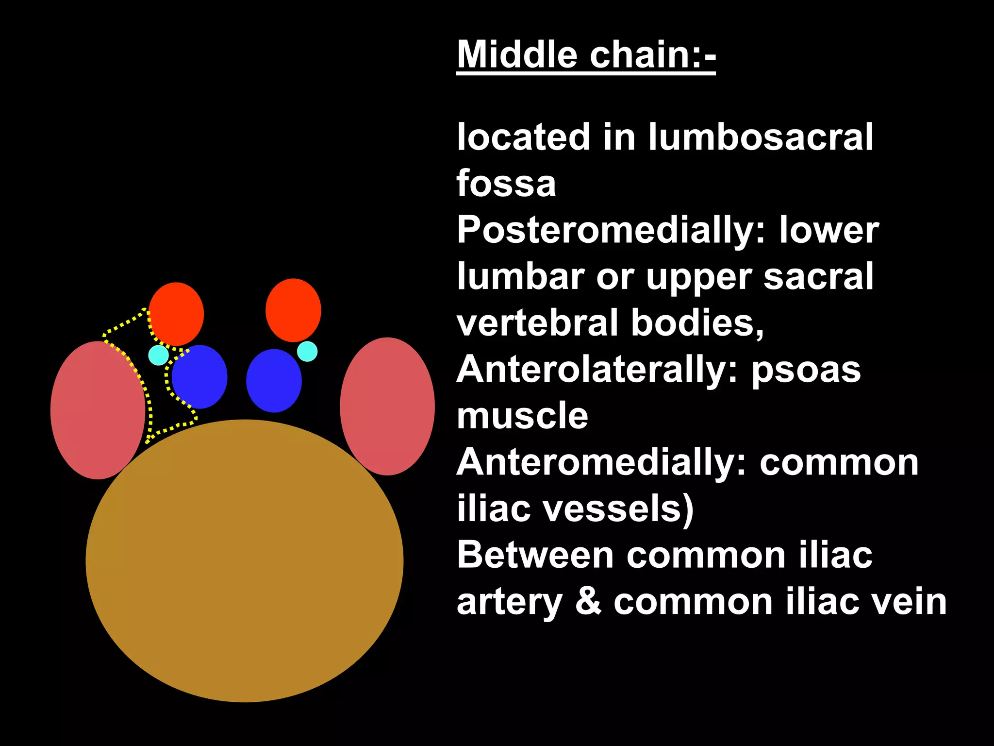 Anatomy & Radiology of pelvis | PPTX