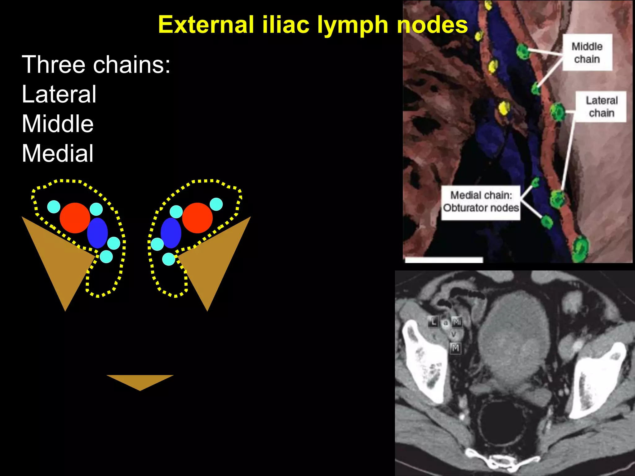 Anatomy & Radiology of pelvis | PPTX