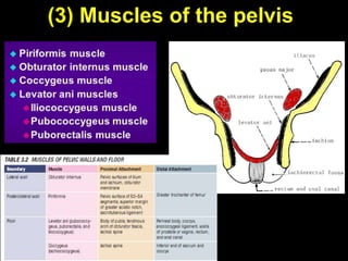 Anatomy & Radiology of pelvis | PPTX