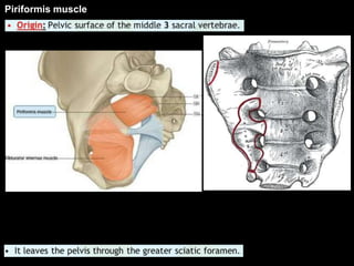 Anatomy & Radiology of pelvis | PPTX
