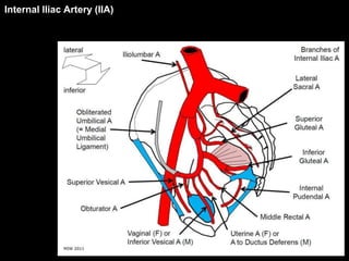 Anatomy & Radiology of pelvis | PPTX