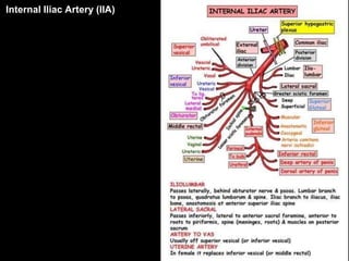 Anatomy & Radiology of pelvis | PPTX