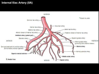 Anatomy & Radiology of pelvis | PPTX