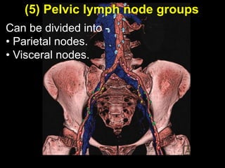 Anatomy & Radiology of pelvis | PPTX