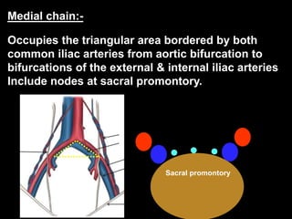 Anatomy & Radiology of pelvis | PPTX