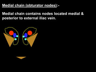 Anatomy & Radiology of pelvis | PPTX