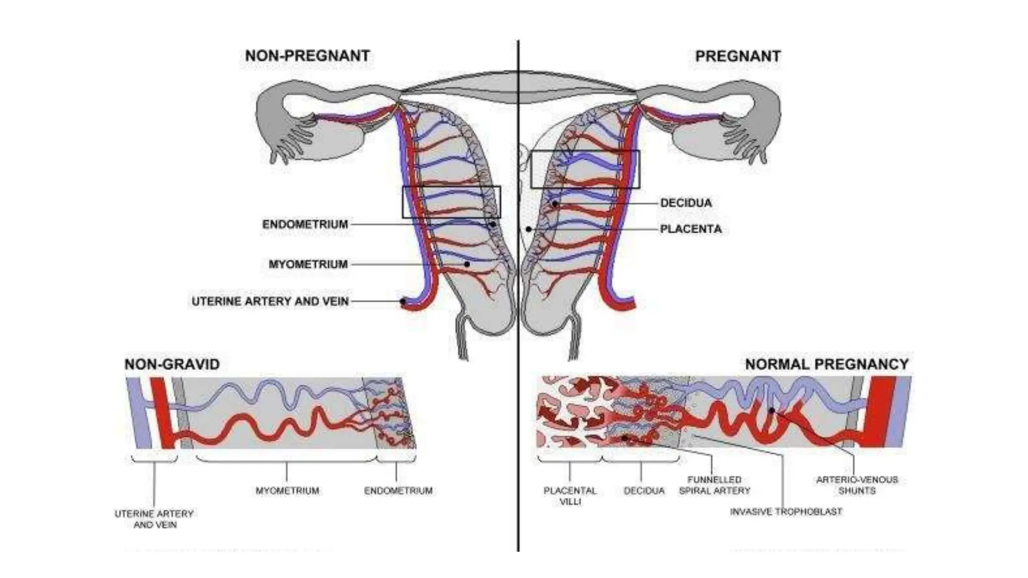 Anatomy related to obstetrics (U G).pptx