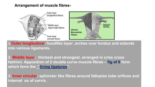 Anatomy related to obstetrics (U G).pptx