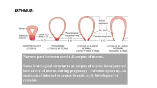 Anatomy related to obstetrics (U G).pptx