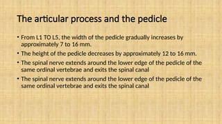 Anatomy relevant to Lumbar Inter-laminar Endoscopic Discectomy. | PPTX