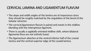 Anatomy relevant to posterior cervical endoscopic Spine Surgery. | PPTX
