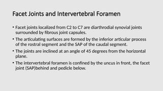Anatomy relevant to posterior cervical endoscopic Spine Surgery. | PPTX
