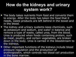 “Anatomy Renal System” Unidad Ii | PPT