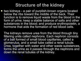 “Anatomy Renal System” Unidad Ii | PPT