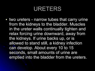 “Anatomy Renal System” Unidad Ii | PPT