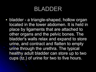 “Anatomy Renal System” Unidad Ii | PPT
