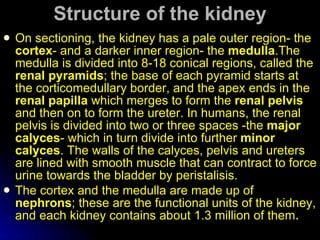 “Anatomy Renal System” Unidad Ii | PPT