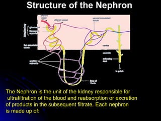 “Anatomy Renal System” Unidad Ii | PPT