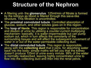 “Anatomy Renal System” Unidad Ii | PPT