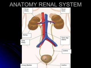 “Anatomy Renal System” Unidad Ii | PPT