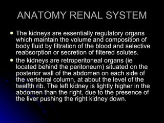 “Anatomy Renal System” Unidad Ii | PPT