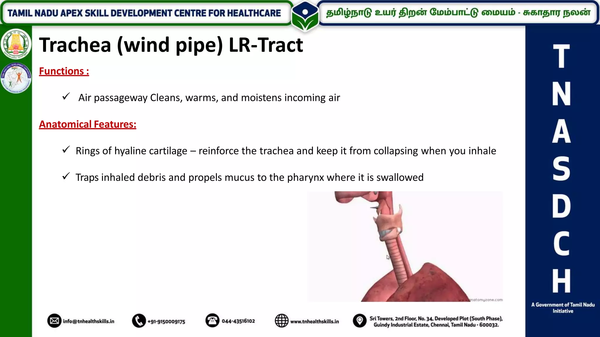 Anatomy Respiratory system.pptx