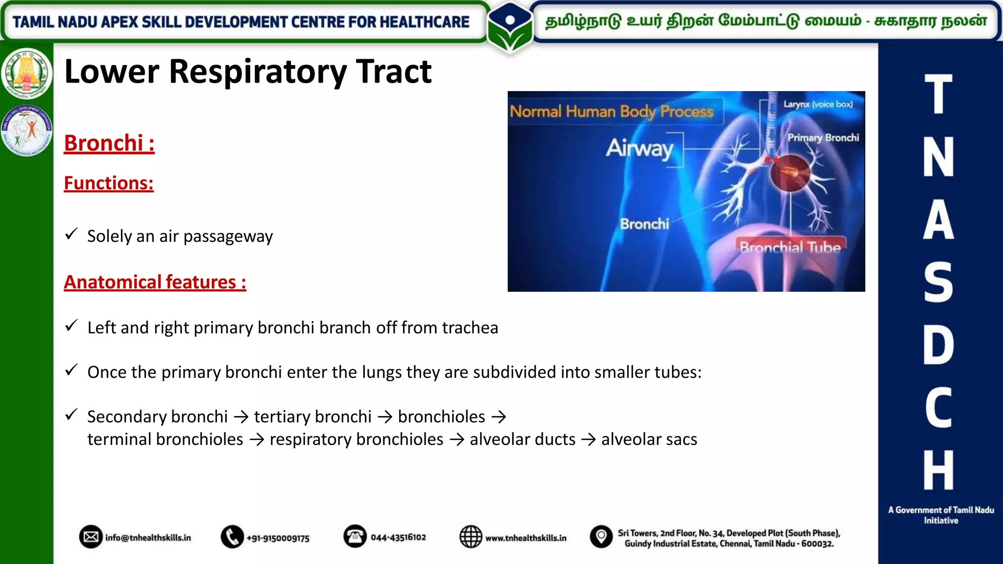 Anatomy Respiratory system.pptx