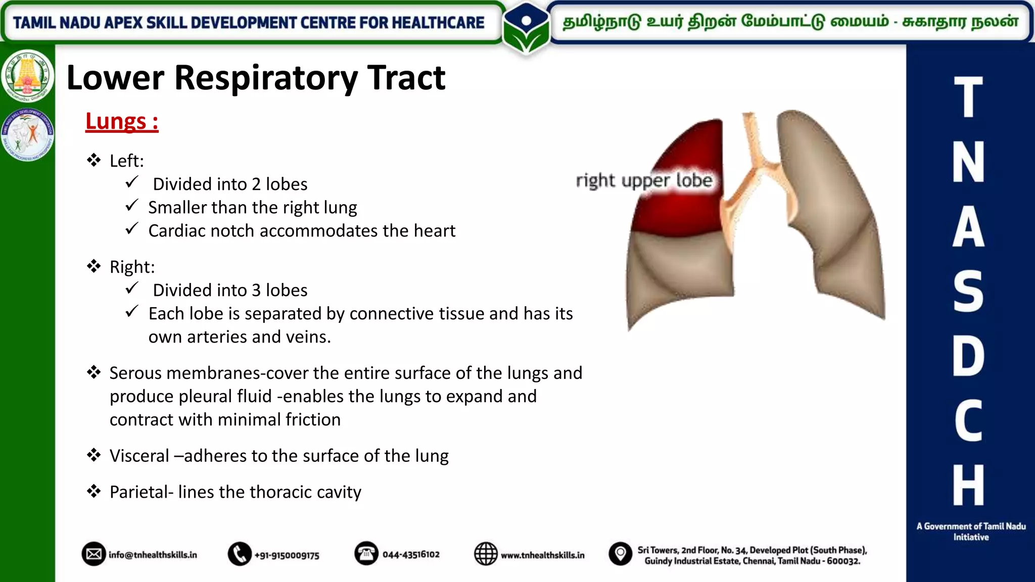 Anatomy Respiratory system.pptx