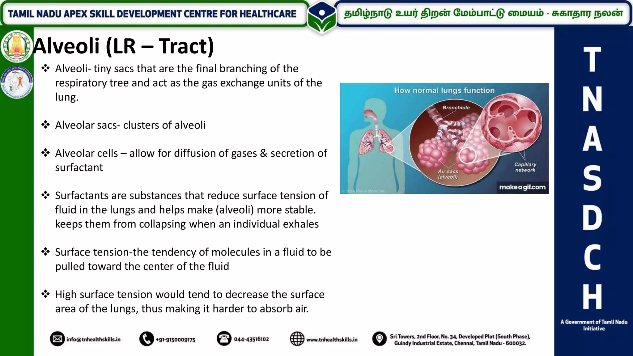 Anatomy Respiratory system.pptx