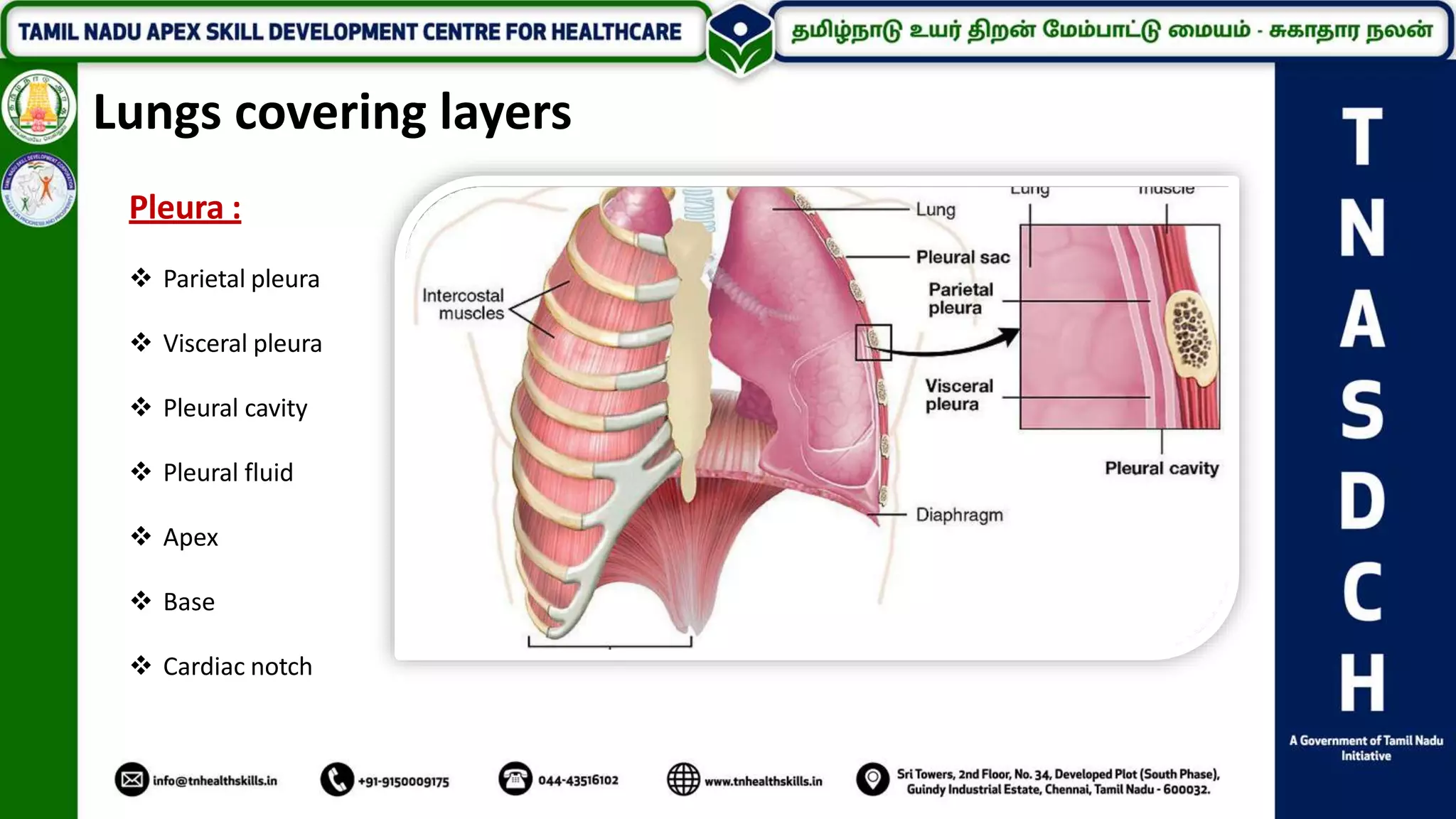 Anatomy Respiratory system.pptx