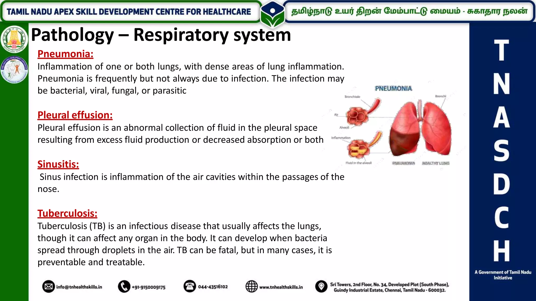 Anatomy Respiratory system.pptx