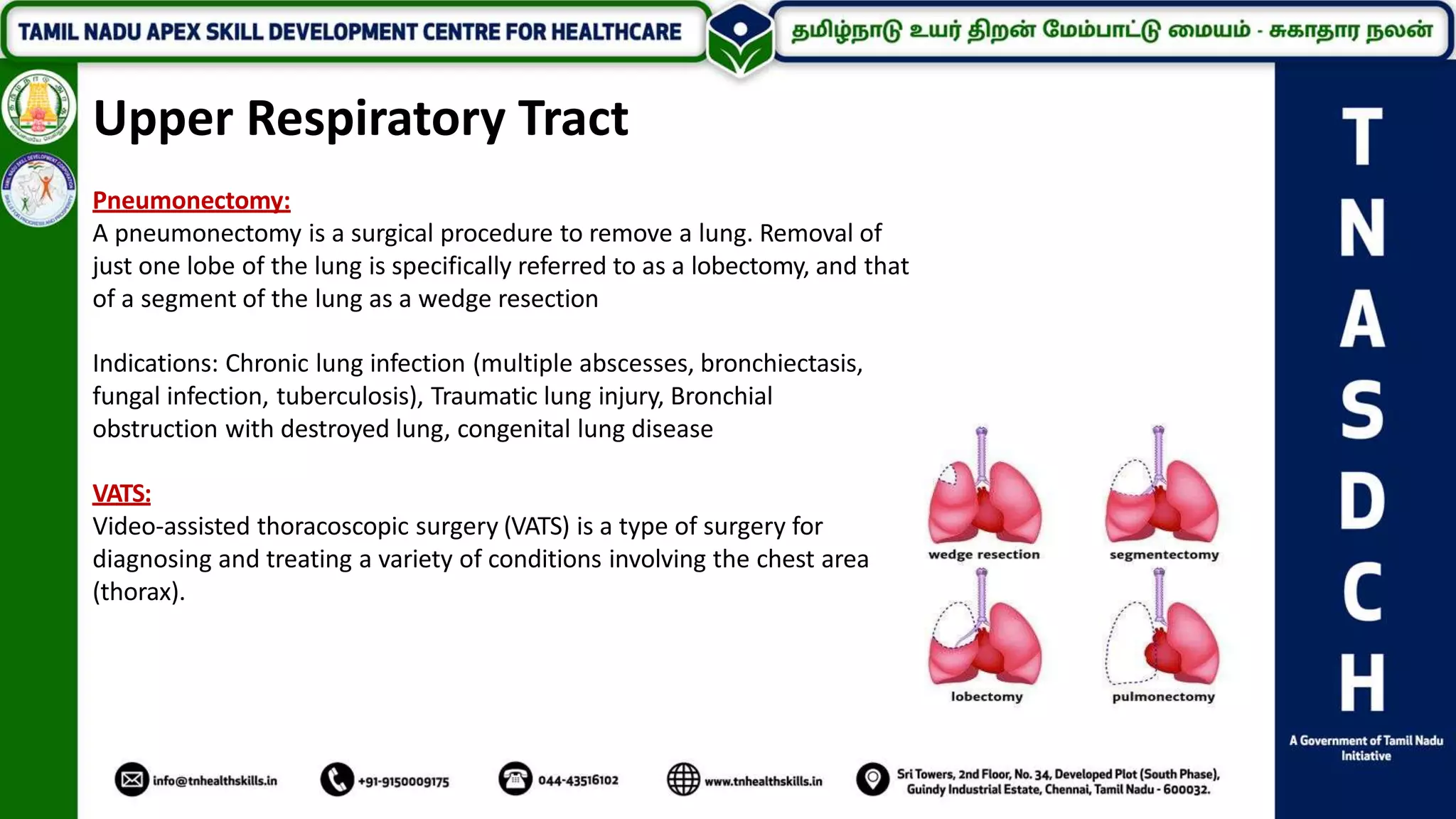 Anatomy Respiratory system.pptx