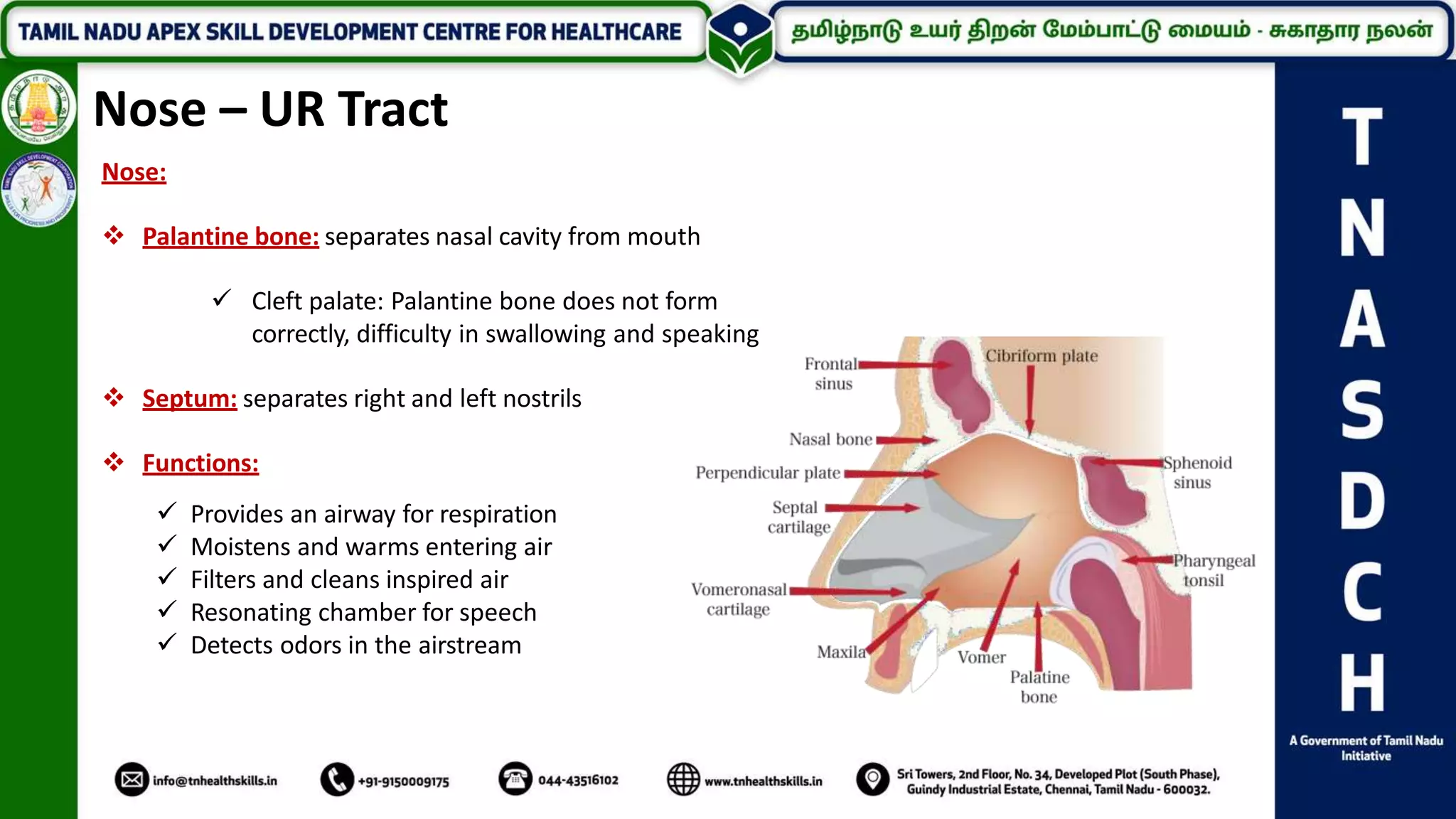 Anatomy Respiratory system.pptx