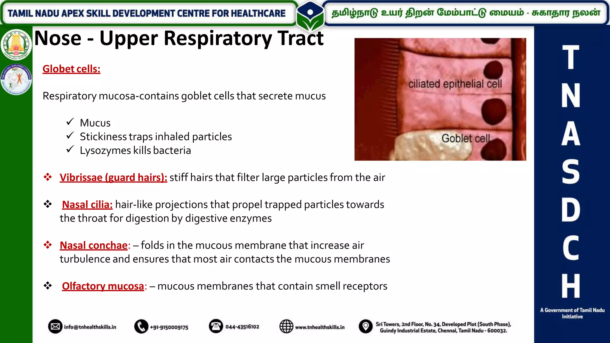Anatomy Respiratory system.pptx
