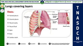 Anatomy Respiratory system.pptx