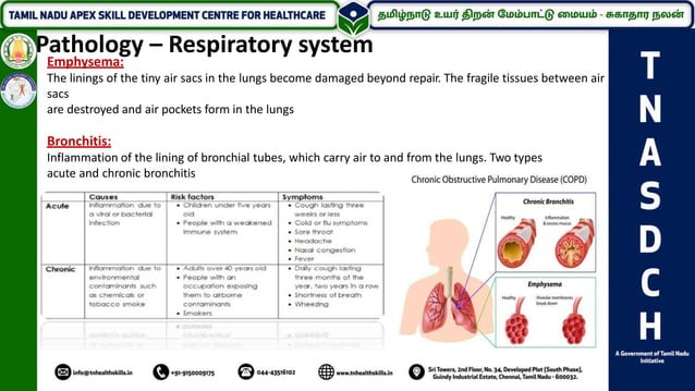 Anatomy Respiratory system.pptx