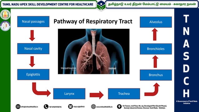 Anatomy Respiratory system.pptx