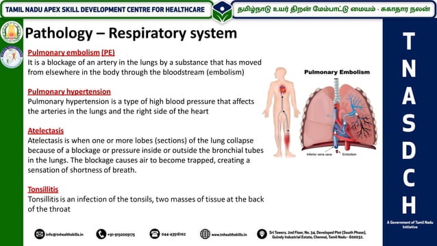 Anatomy Respiratory system.pptx