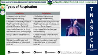 Anatomy Respiratory system.pptx