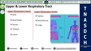 Anatomy Respiratory system.pptx