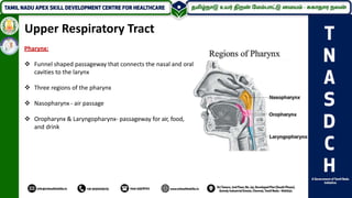 Anatomy Respiratory system.pptx