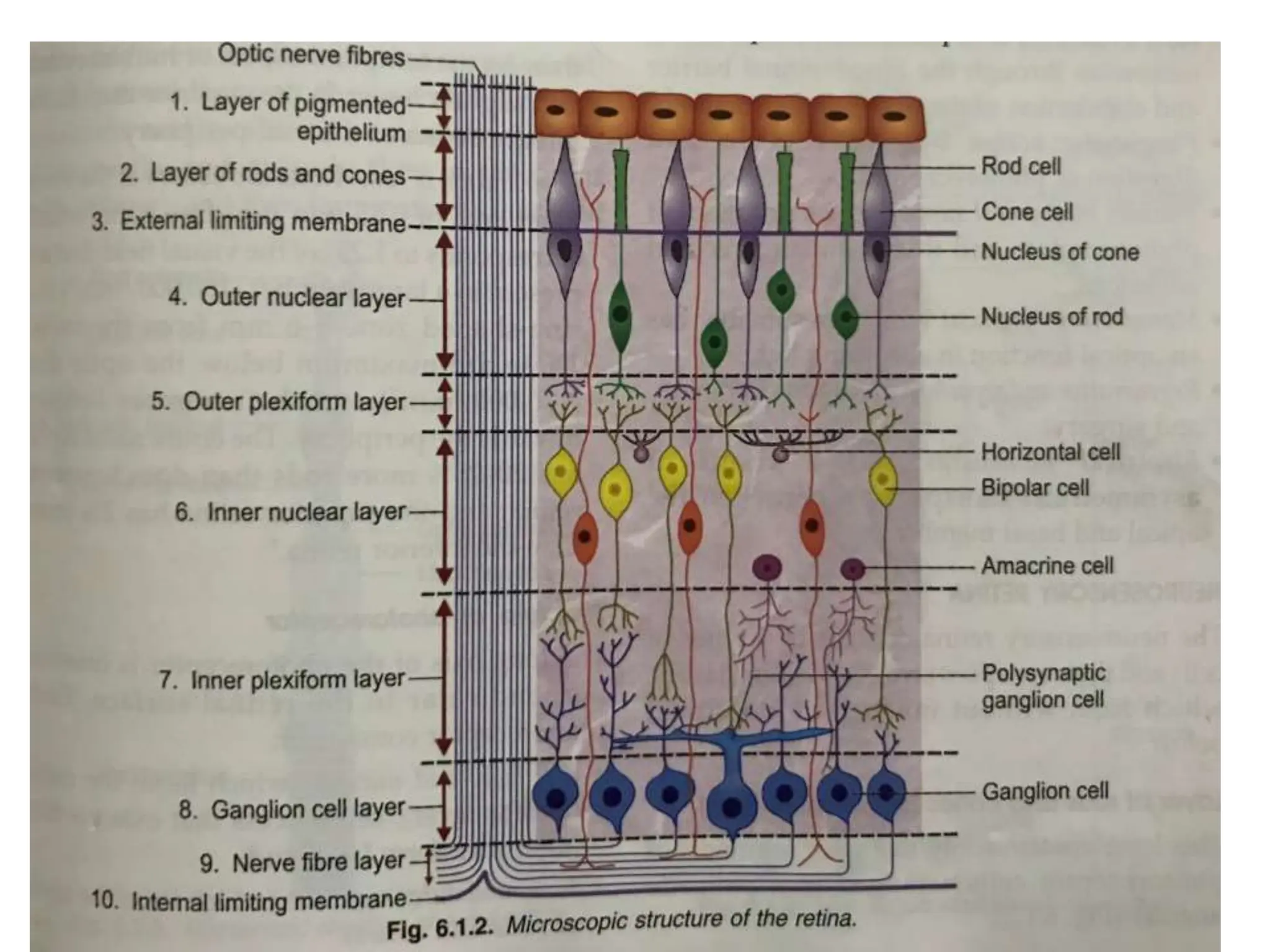 Anatomy of the Retina (ophthalmology).pptx