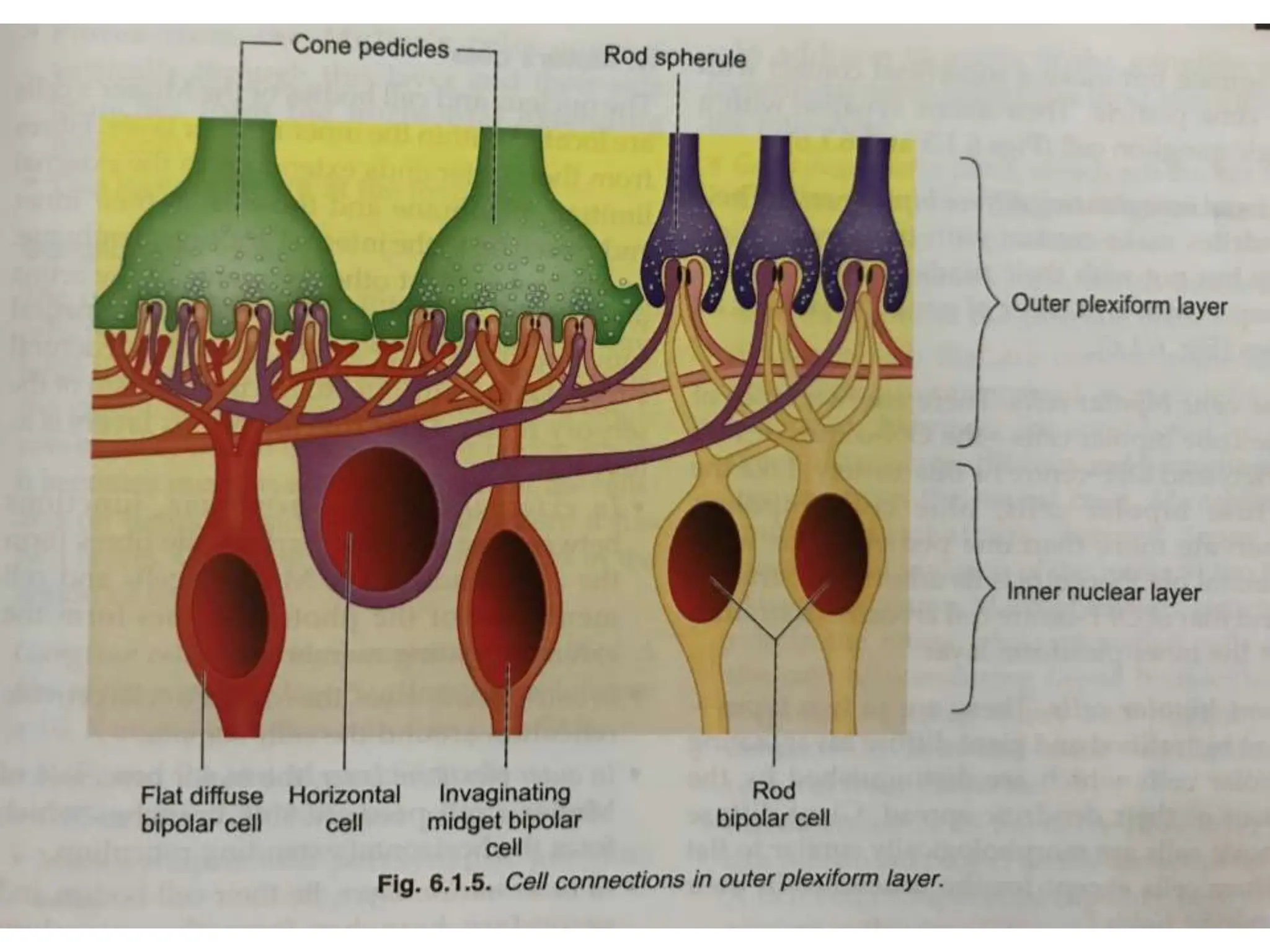 Anatomy of the Retina (ophthalmology).pptx