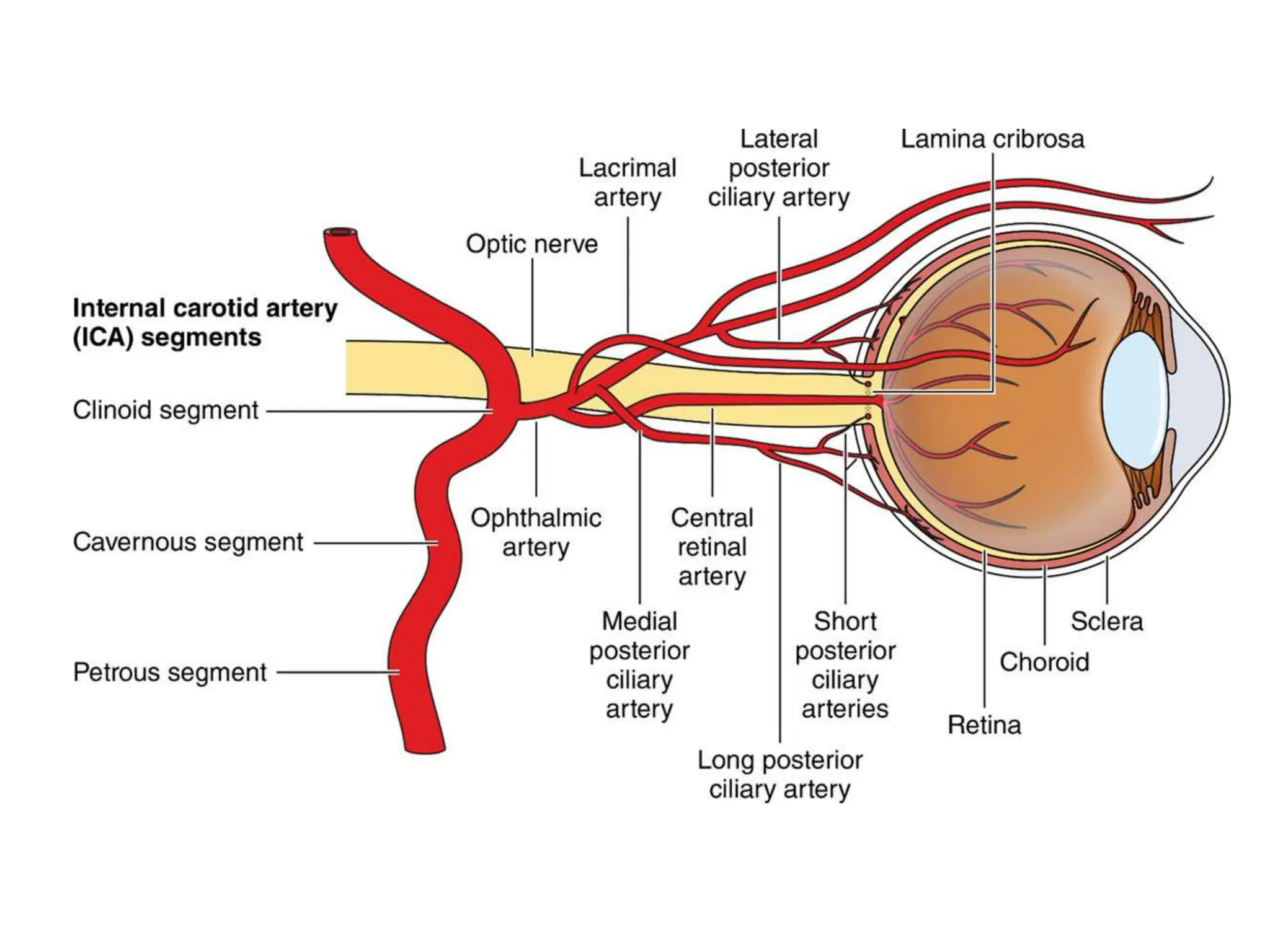 Anatomy of the Retina (ophthalmology).pptx | Eye and Vision Conditions | Diseases and Conditions