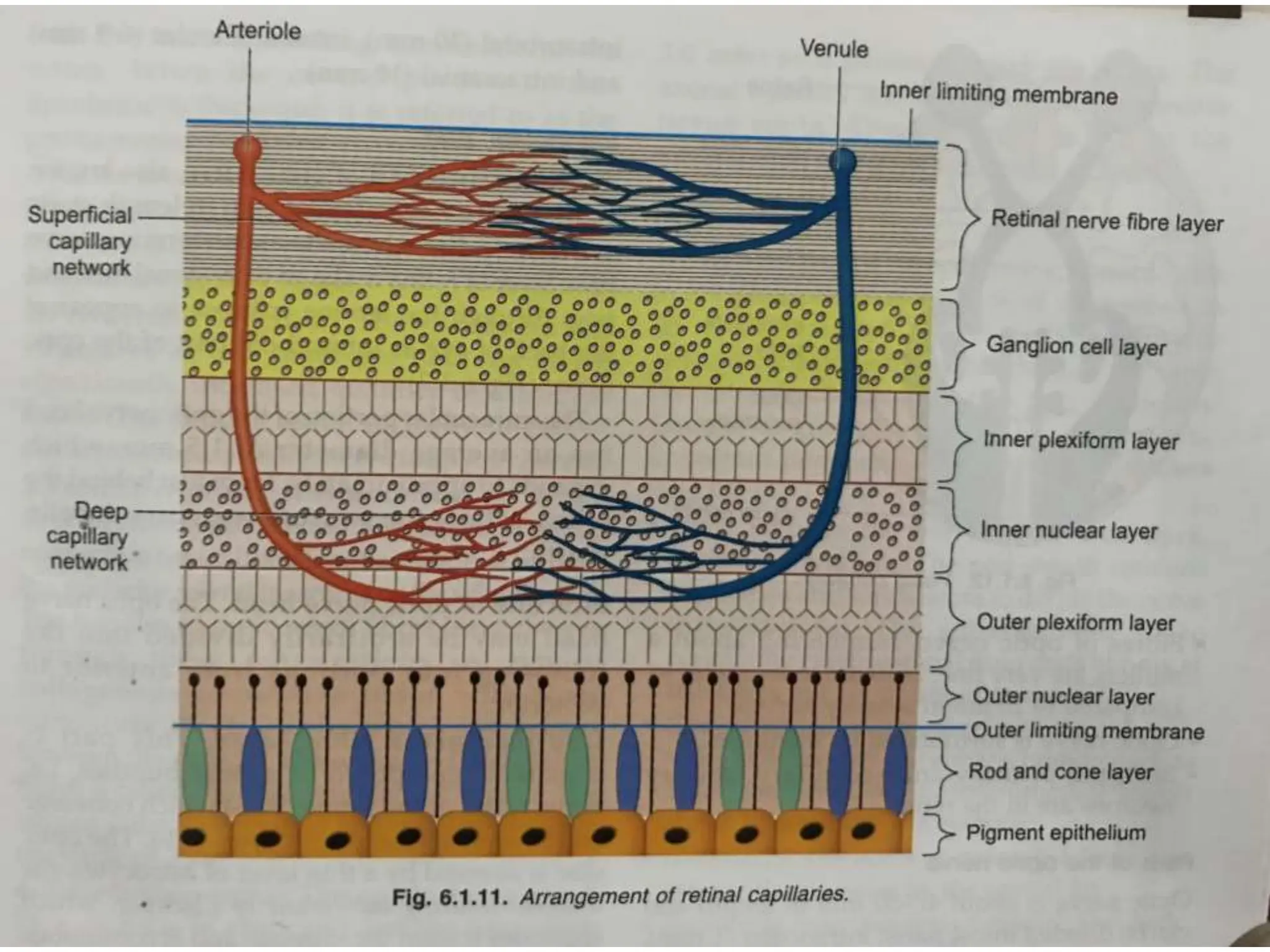 Anatomy of the Retina (ophthalmology).pptx