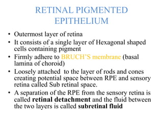 Anatomy of the Retina (ophthalmology).pptx