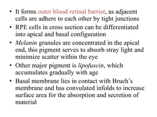 Anatomy of the Retina (ophthalmology).pptx