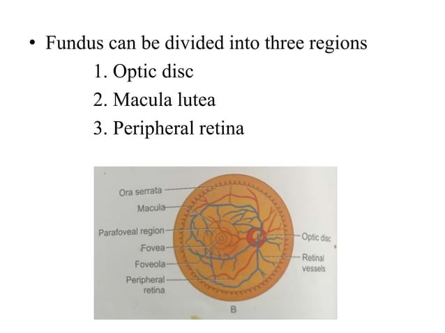 Anatomy of the Retina (ophthalmology).pptx