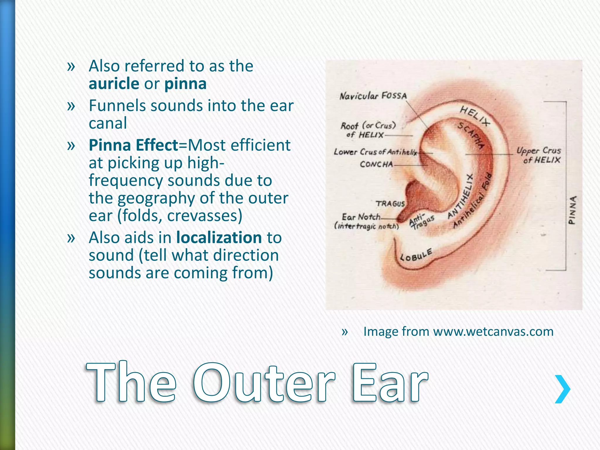 Anatomy of the Auditory System: A Review | PPTX