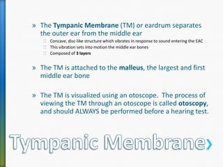 Anatomy of the Auditory System: A Review | PPTX